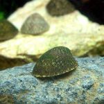 コリから目線でモノを言う vol.7 コリドラスとコケ対策 | AQUALASSIC