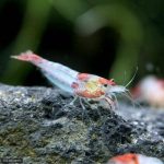 ルリーシュリンプ | AQUALASSIC