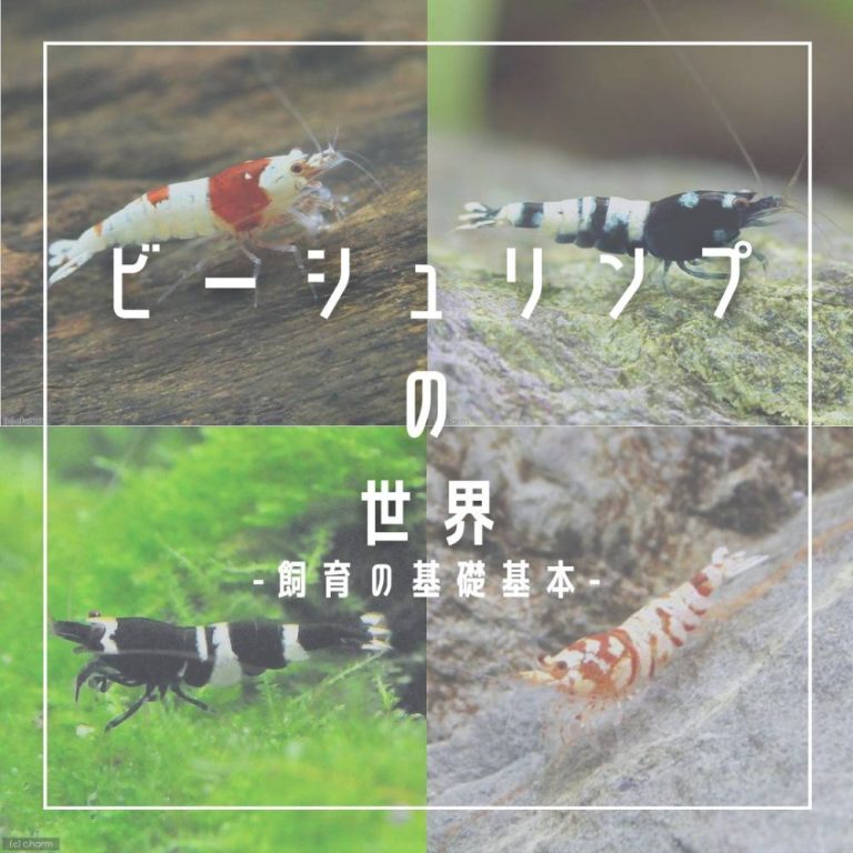 フィッシュボーン・シュリンプ | AQUALASSIC