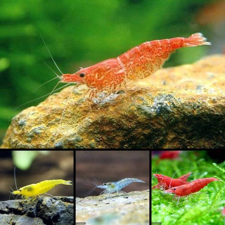 ヤマトヌマエビ・ミナミヌマエビの世界 | AQUALASSIC