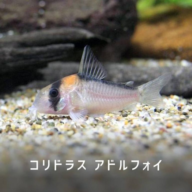 コリから目線でモノを言う vol.13 ネグロ川のコリドラス | AQUALASSIC