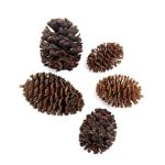 pH調整剤の使いどき | AQUALASSIC