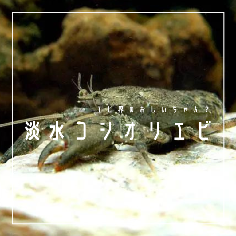 淡水コシオリエビ | AQUALASSIC