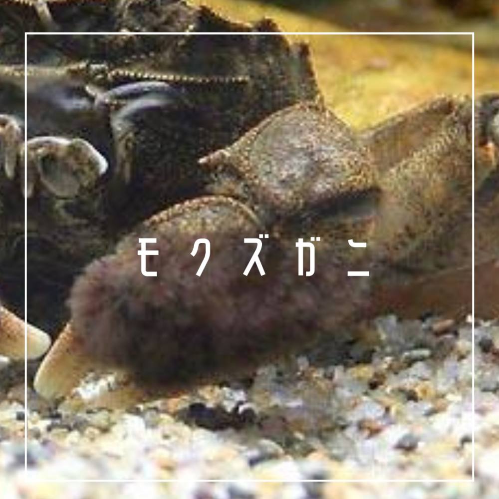 AQUALASSIC（アクアラシック） | ページ 15