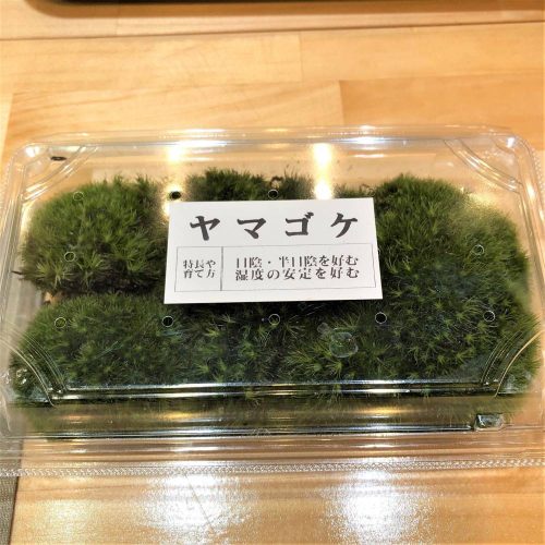 【イベント取材】charm×GEX 苔テラリウムワークショップに行ってきた！ | AQUALASSIC