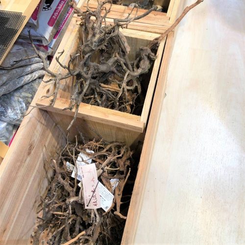 【イベント取材】charm×GEX 苔テラリウムワークショップに行ってきた！ | AQUALASSIC