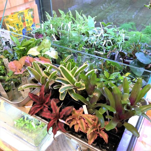 【イベント取材】charm×GEX 苔テラリウムワークショップに行ってきた！ | AQUALASSIC