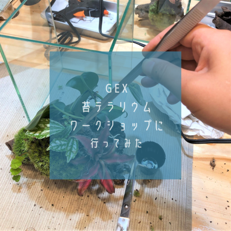 【イベント取材】charm×GEX 苔テラリウムワークショップに行ってきた！ | AQUALASSIC