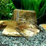 食べるだけじゃない…テナガエビを知る… | AQUALASSIC