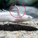 ウーパールーパー 飼育と魅力 | AQUALASSIC