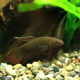 pH調整剤の使いどき | AQUALASSIC