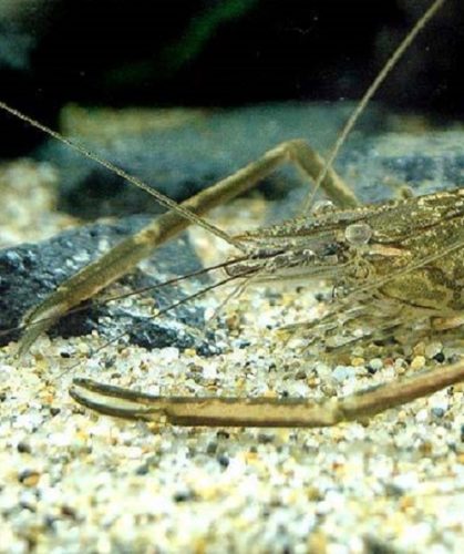 食べるだけじゃない…テナガエビを知る… | AQUALASSIC