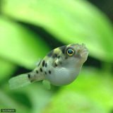 インドトパーズ・パファー | AQUALASSIC