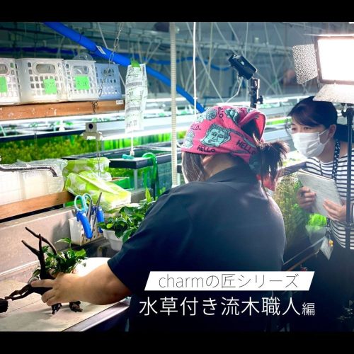 アヌビアスの世界 | AQUALASSIC