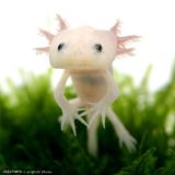 ウーパールーパー 飼育と魅力 | AQUALASSIC