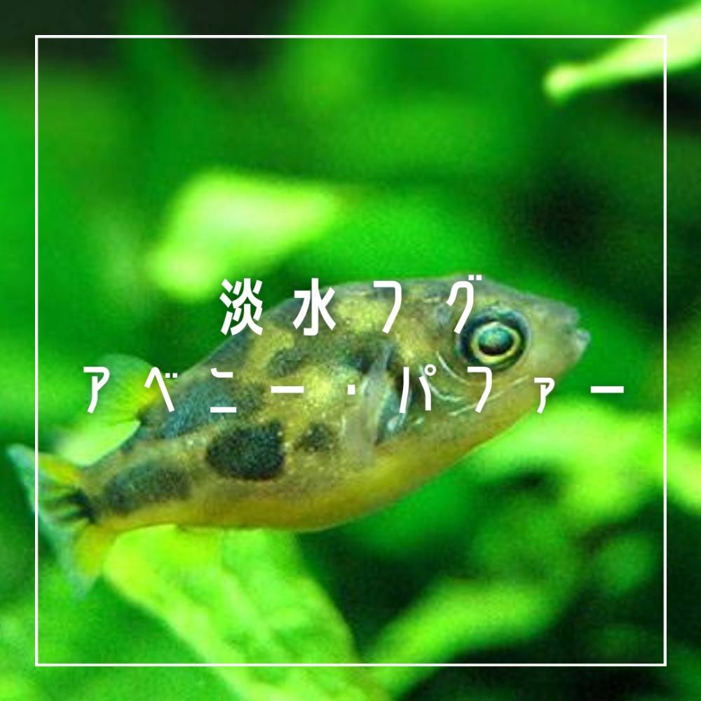 スネールハンター・キラースネール | AQUALASSIC