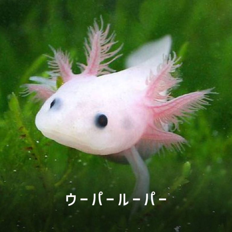 ウーパールーパーの体調不良と対応 | AQUALASSIC