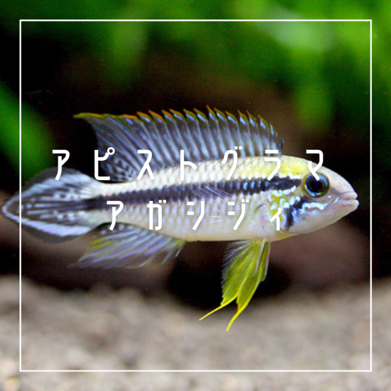 超アピストグラマ大図鑑 | AQUALASSIC