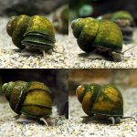 優秀なベストパートナー・ヒメタニシ | AQUALASSIC