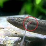 ウーパールーパー 飼育と魅力 | AQUALASSIC