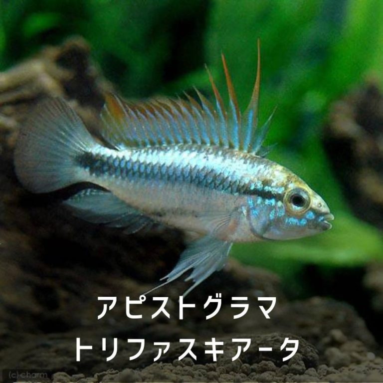 超アピストグラマ大図鑑 | AQUALASSIC