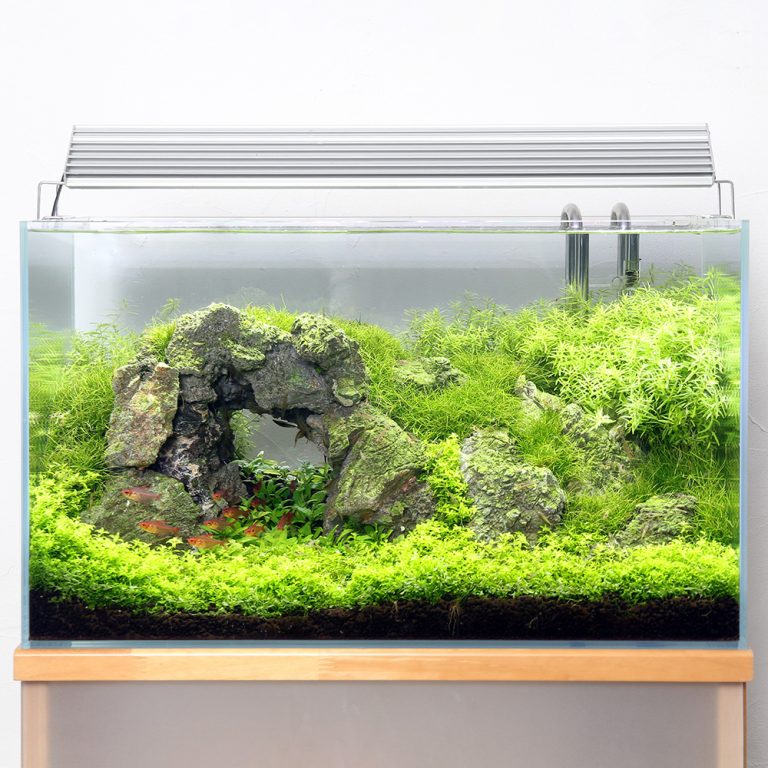 何が違う？60cmレギュラー・60cmハイ・6045＜水槽比較＞ | AQUALASSIC