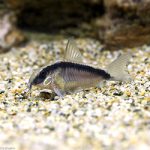 コリから目線でモノを言う vol.13 ネグロ川のコリドラス | AQUALASSIC