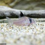 コリから目線でモノを言う vol.13 ネグロ川のコリドラス | AQUALASSIC