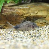 コリから目線でモノを言う vol.14 プルス川のコリドラス | AQUALASSIC