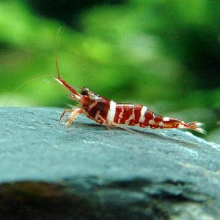 独自に進化！スラウェシ島のきれいな淡水シュリンプ | AQUALASSIC