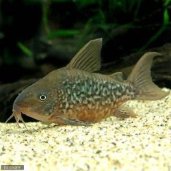 コリから目線でモノを言う vol.1フィルター選び | AQUALASSIC