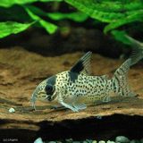 ひと目でわかる混泳早見表 コリドラス編 | AQUALASSIC