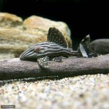 外部式フィルターを使いこなそう！ | AQUALASSIC