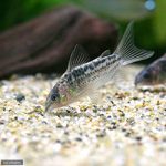 コリから目線でモノを言う vol.10 コリドラスを繁殖させてみよう | AQUALASSIC