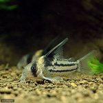 コリから目線でモノを言う vol.18 ヒレが伸び～るコリドラス | AQUALASSIC