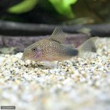 ひと目でわかる混泳早見表 コリドラス編 | AQUALASSIC