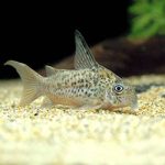 コリから目線でモノを言う vol.14 プルス川のコリドラス | AQUALASSIC