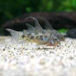 コリから目線でモノを言う vol.18 ヒレが伸び～るコリドラス | AQUALASSIC