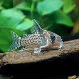 コリから目線でモノを言う vol.14 プルス川のコリドラス | AQUALASSIC