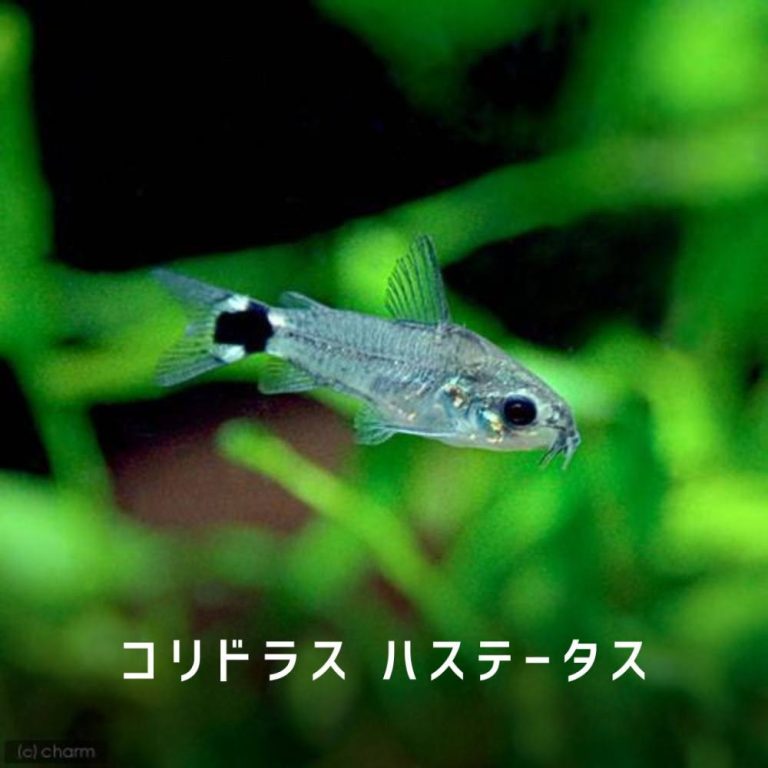 コリドラス・ハステータス | AQUALASSIC