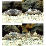 ドワーフクラブ・レピドテルプーサ属 | AQUALASSIC