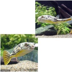 最小の淡水フグ、アベニー・パファー | AQUALASSIC