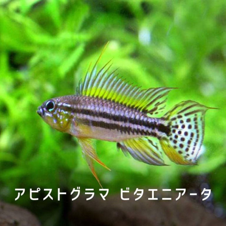 超アピストグラマ大図鑑 | AQUALASSIC