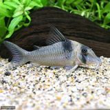 コリから目線でモノを言う vol.13 ネグロ川のコリドラス | AQUALASSIC