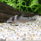 コリから目線でモノを言う vol.13 ネグロ川のコリドラス | AQUALASSIC