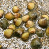 マシジミ 水質管理のエキスパート | AQUALASSIC