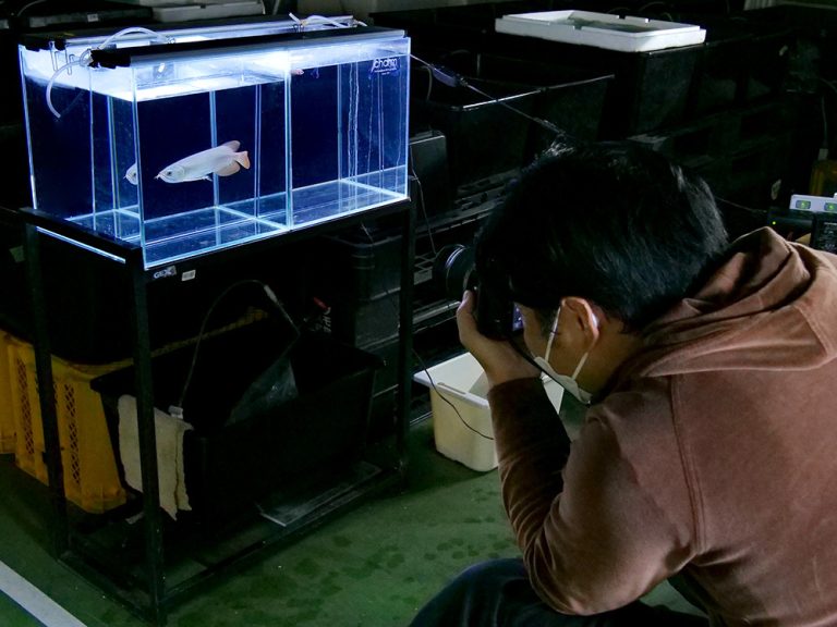 アクアリウムの撮影カメラマン＜charmの匠＞ | AQUALASSIC