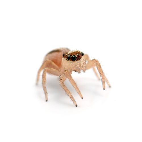 アクアリウムの撮影カメラマン＜charmの匠＞ | AQUALASSIC