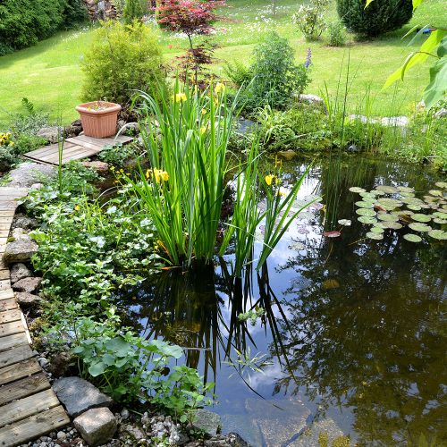 【ビギナー向け】簡単誰でもビオトープ | AQUALASSIC