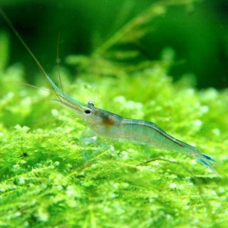 独自に進化！スラウェシ島のきれいな淡水シュリンプ | AQUALASSIC